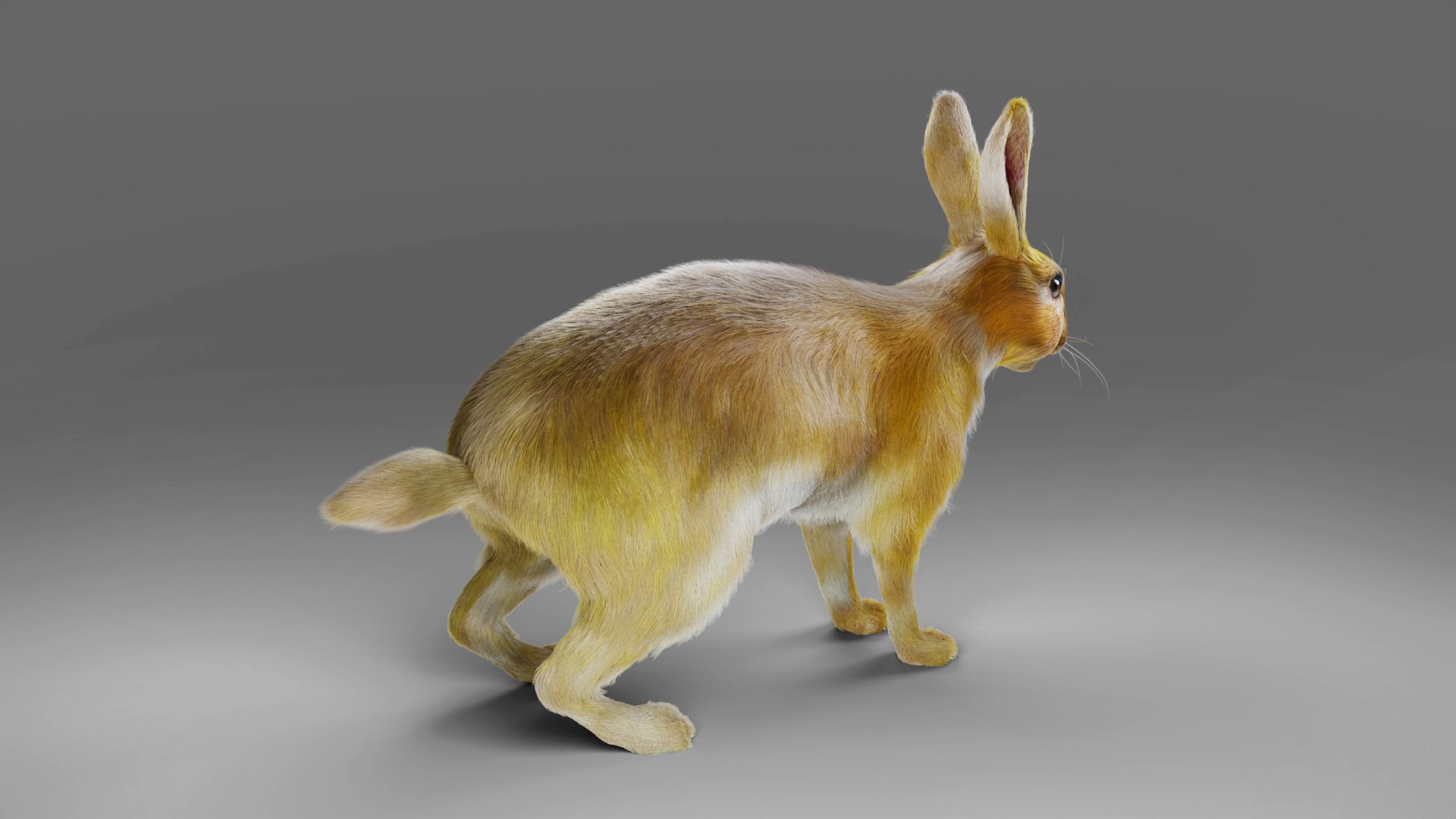 Fur Rabbit Rigged And Animation In Blender 3D - TurboSquid 1928660