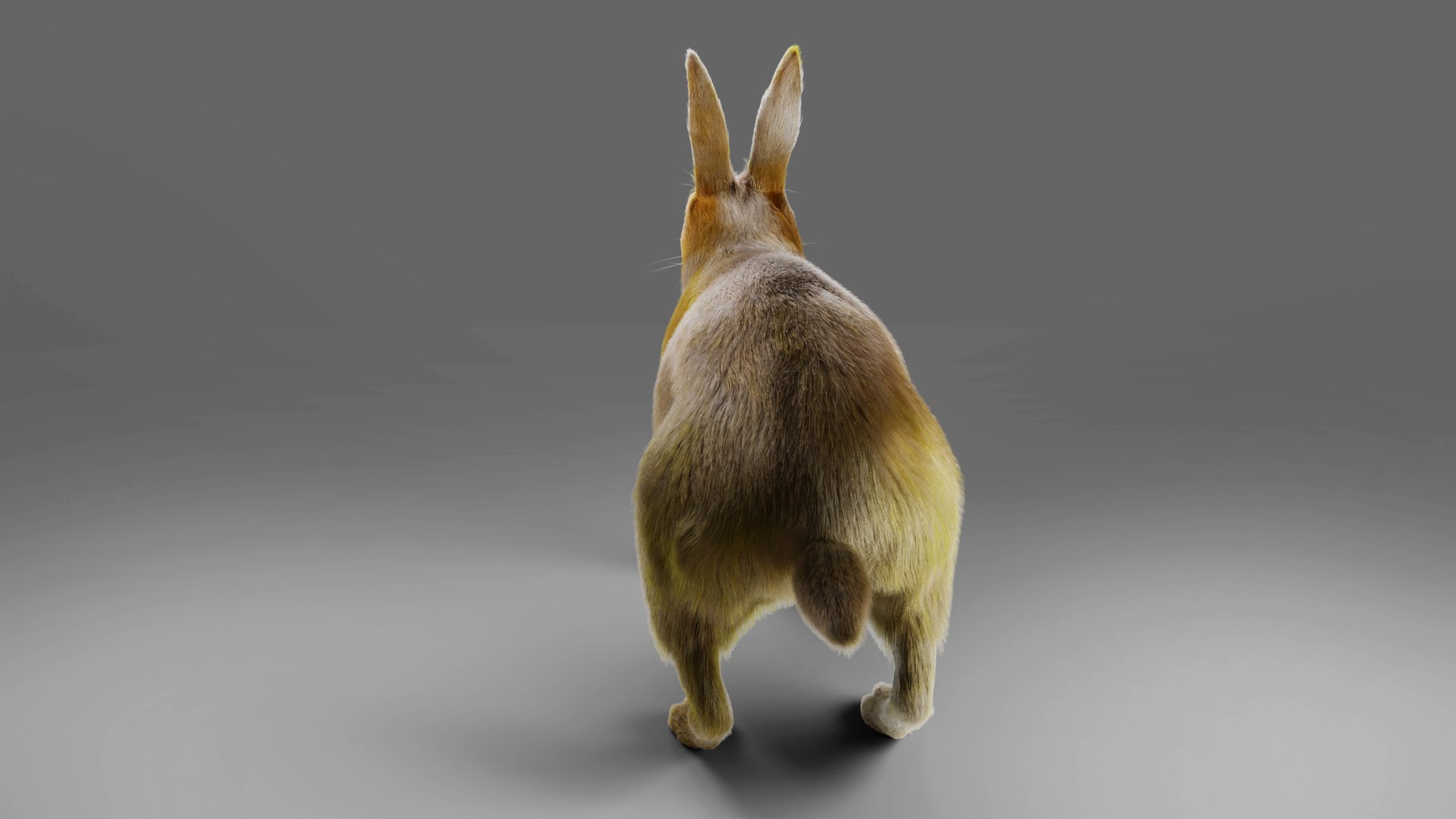 Fur Rabbit Rigged And Animation In Blender 3D - TurboSquid 1928660