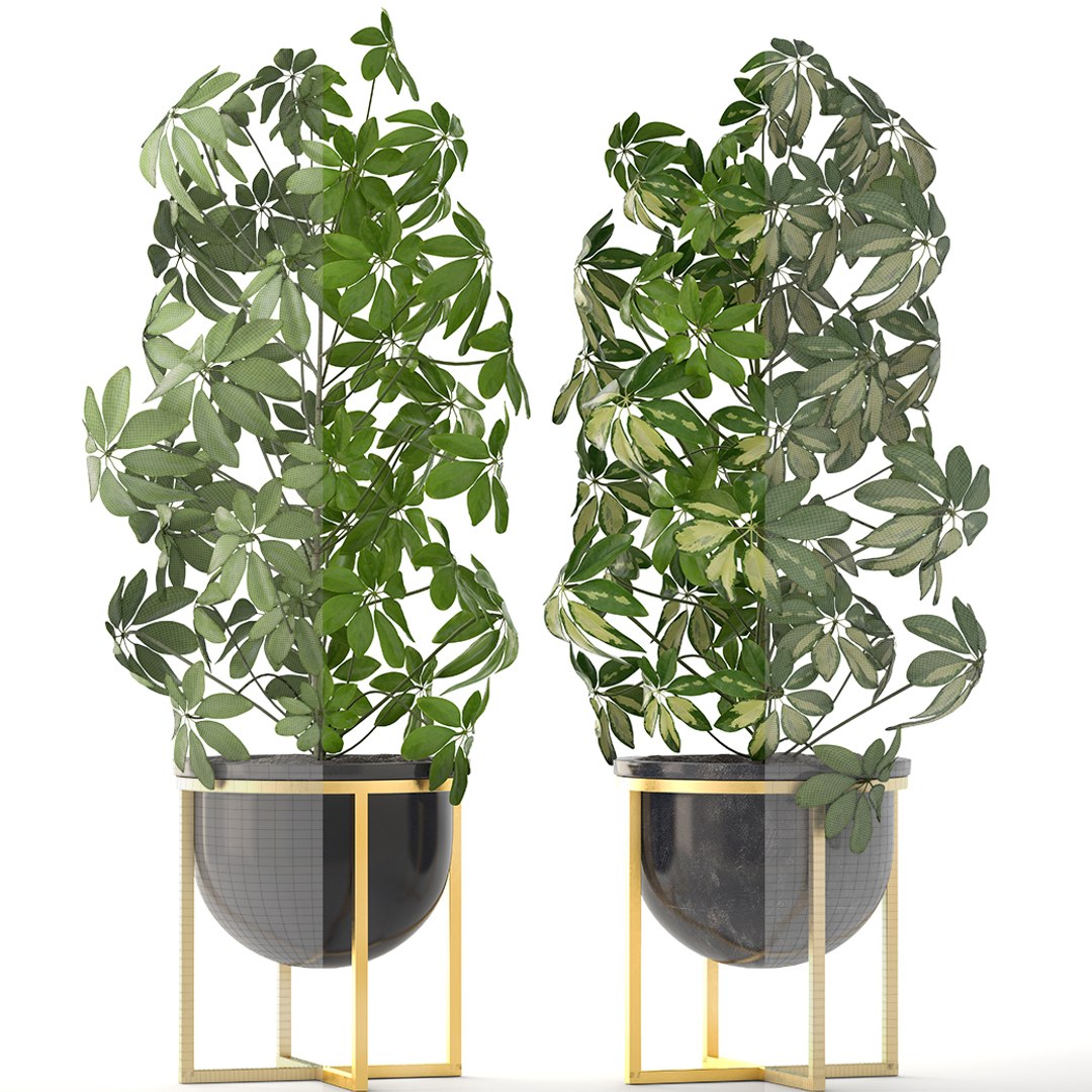 Pot Schefflera Arboricola 3D Model - TurboSquid 1272100