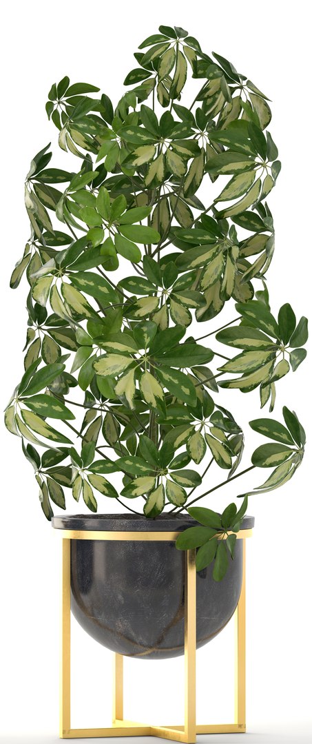 Pot Schefflera Arboricola 3D Model - TurboSquid 1272100