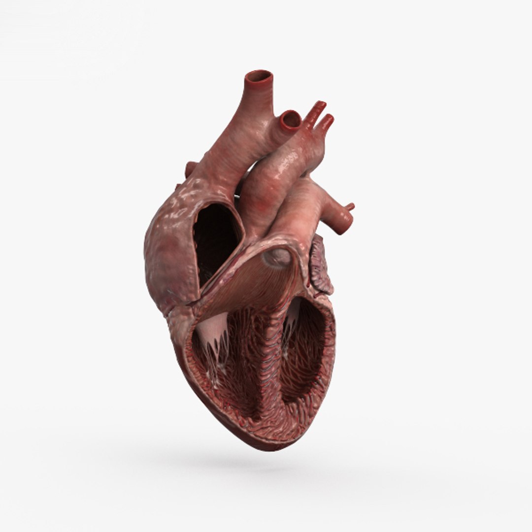 Human Heart Cross Model - TurboSquid 1537346