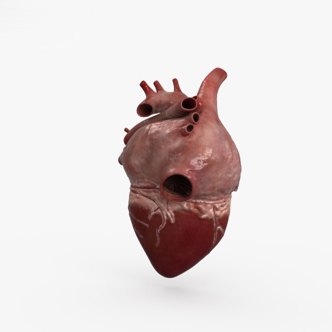 Human Heart Cross Model - TurboSquid 1537346