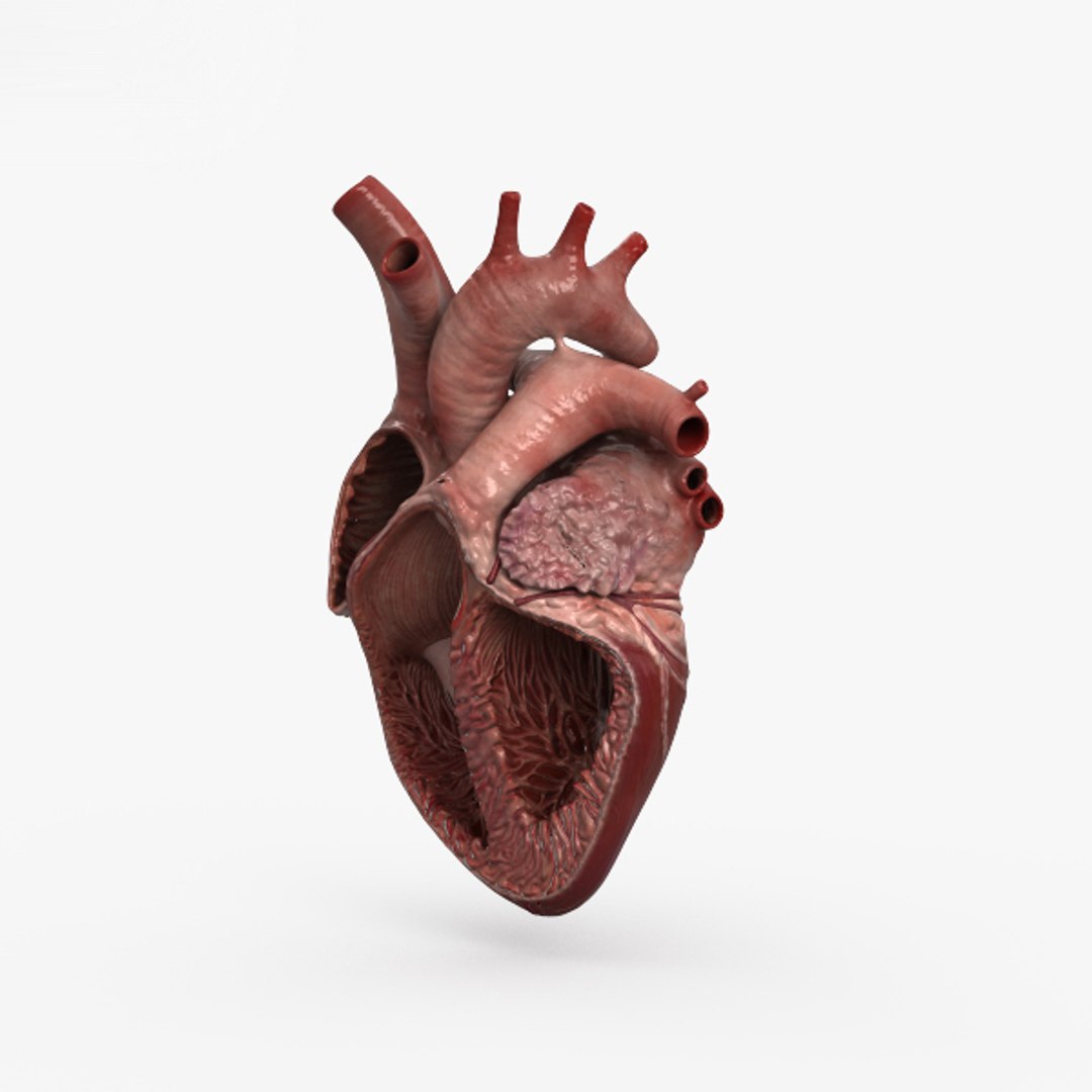 Human heart cross model - TurboSquid 1537346