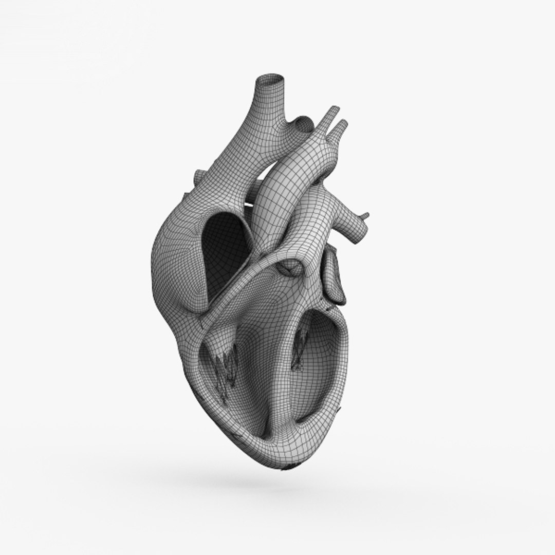 Human Heart Cross Model - TurboSquid 1537346