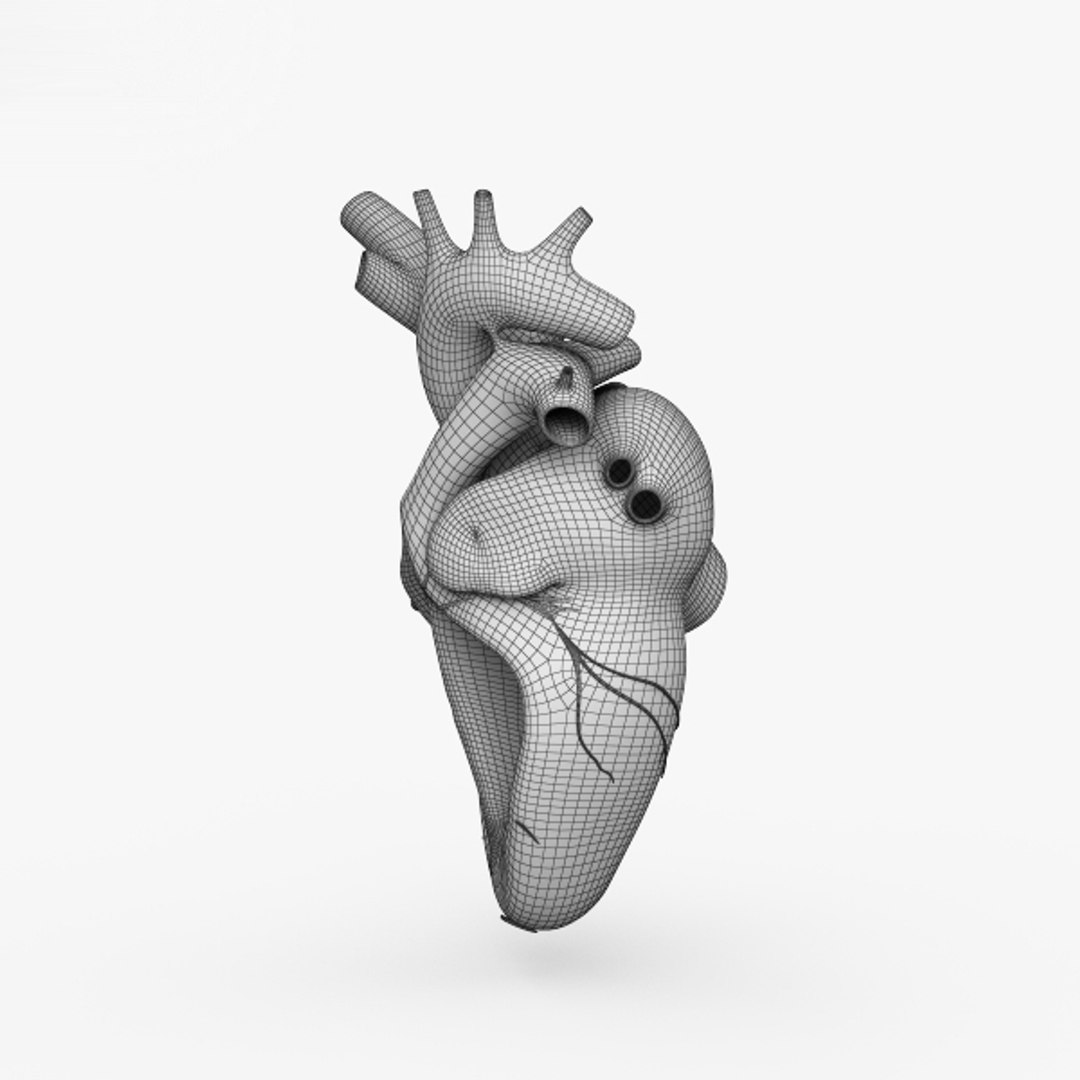 Human Heart Cross Model - TurboSquid 1537346