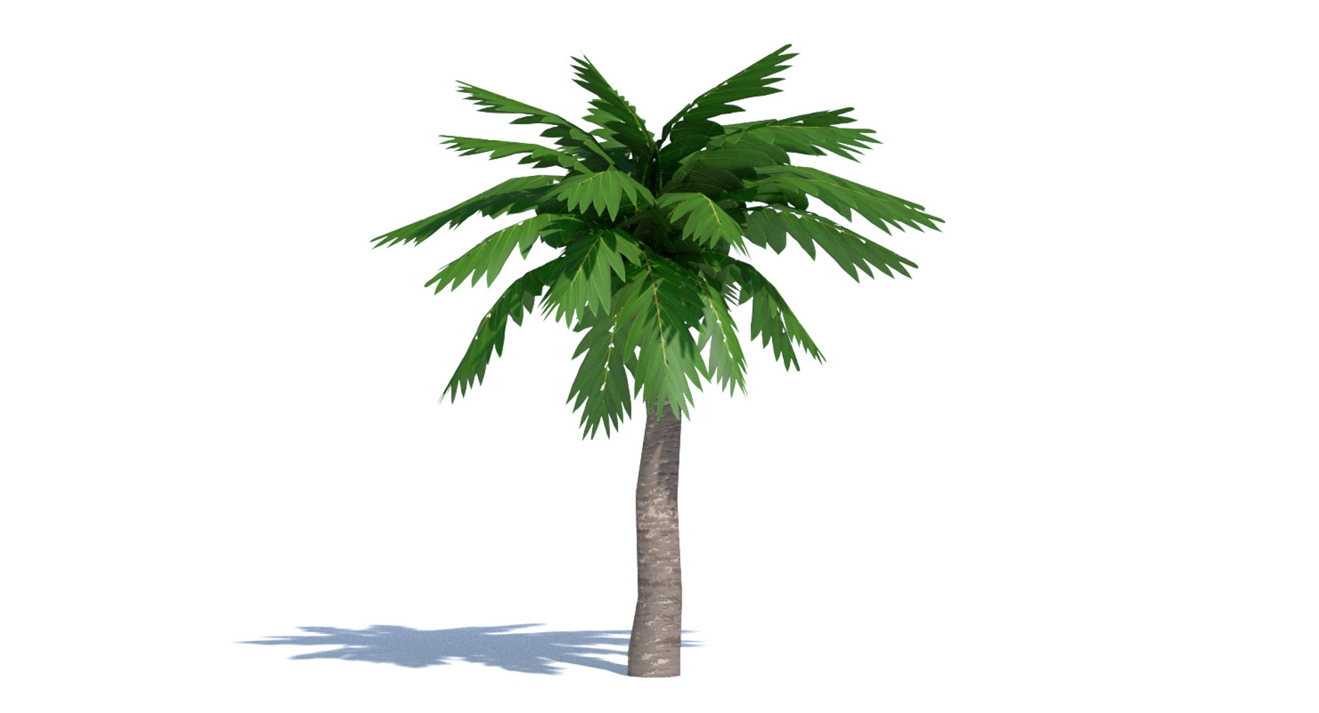 3d Cartoon Palm Tree Model