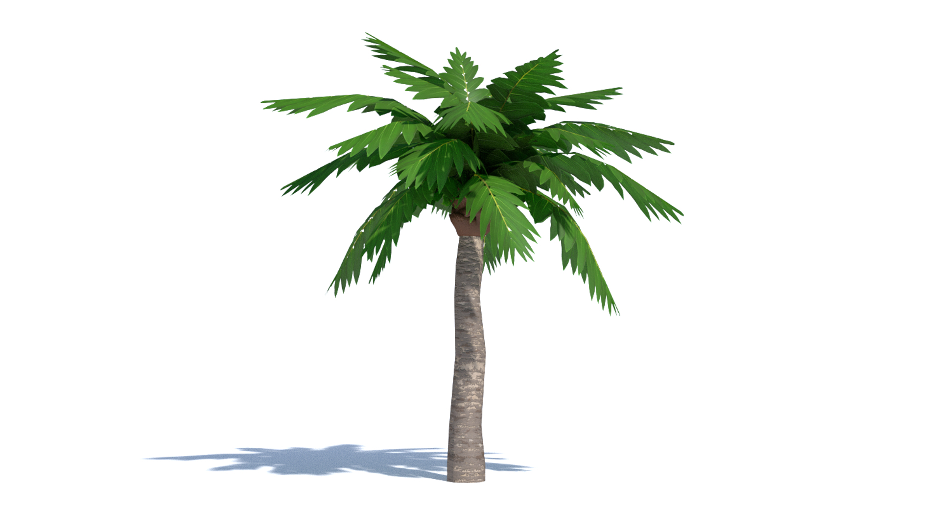 3d Cartoon Palm Tree Model