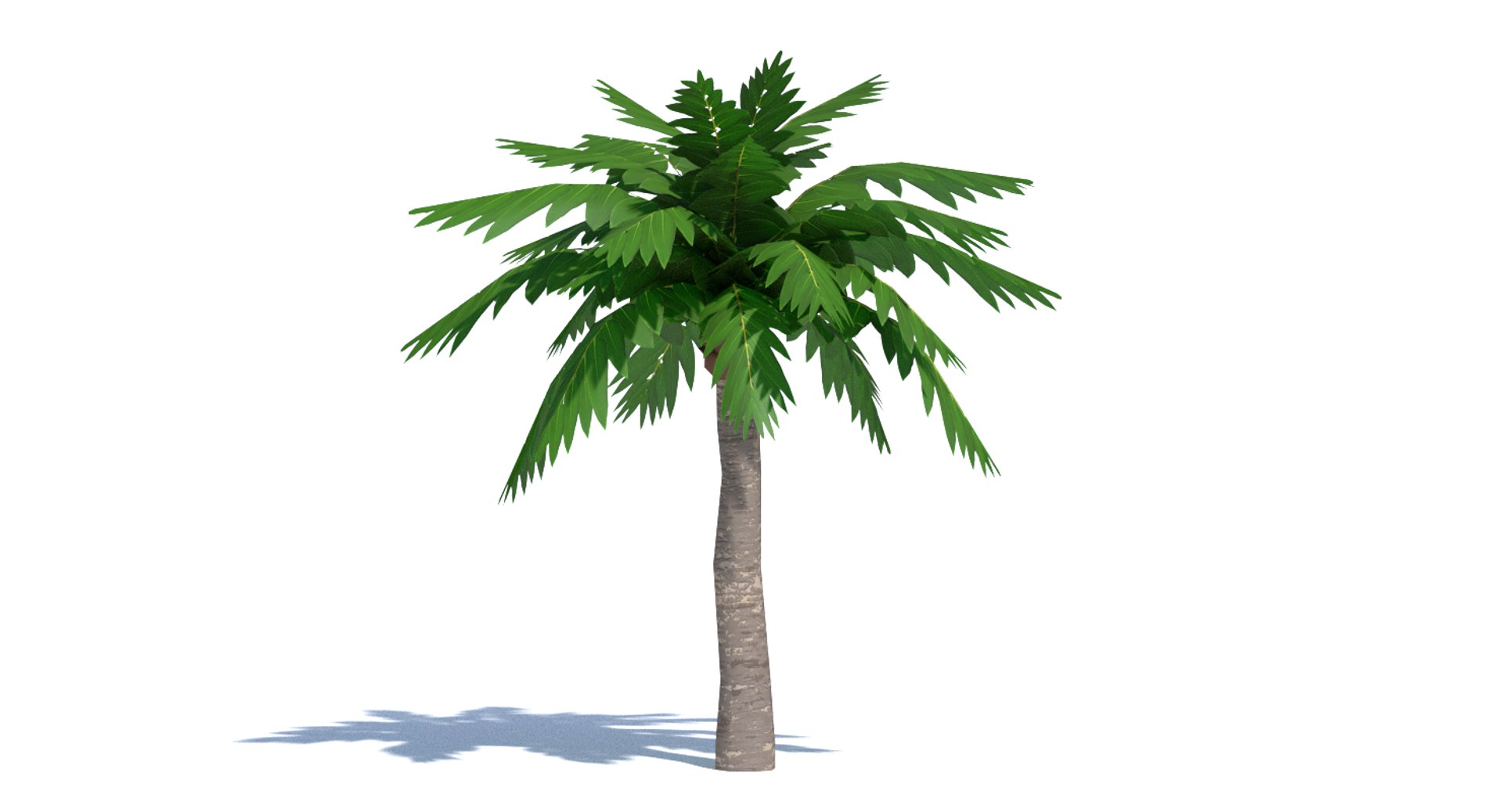 3d Cartoon Palm Tree Model