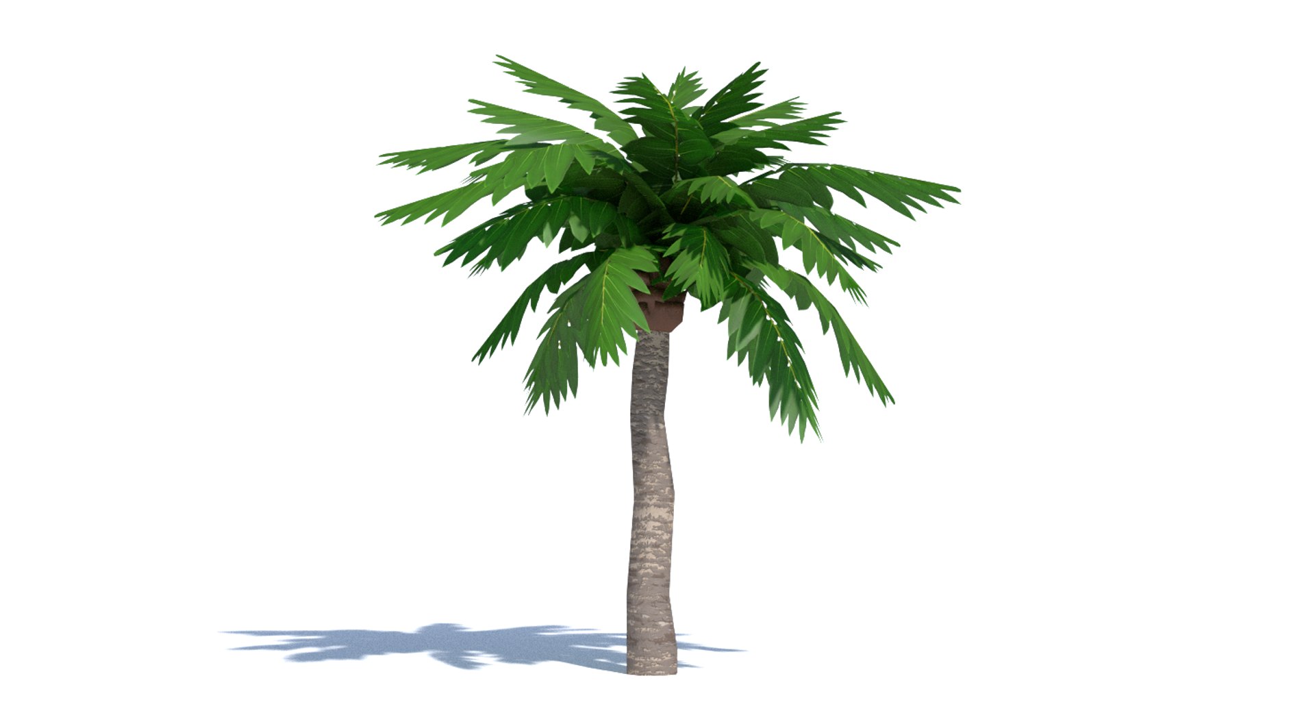 3d Cartoon Palm Tree Model