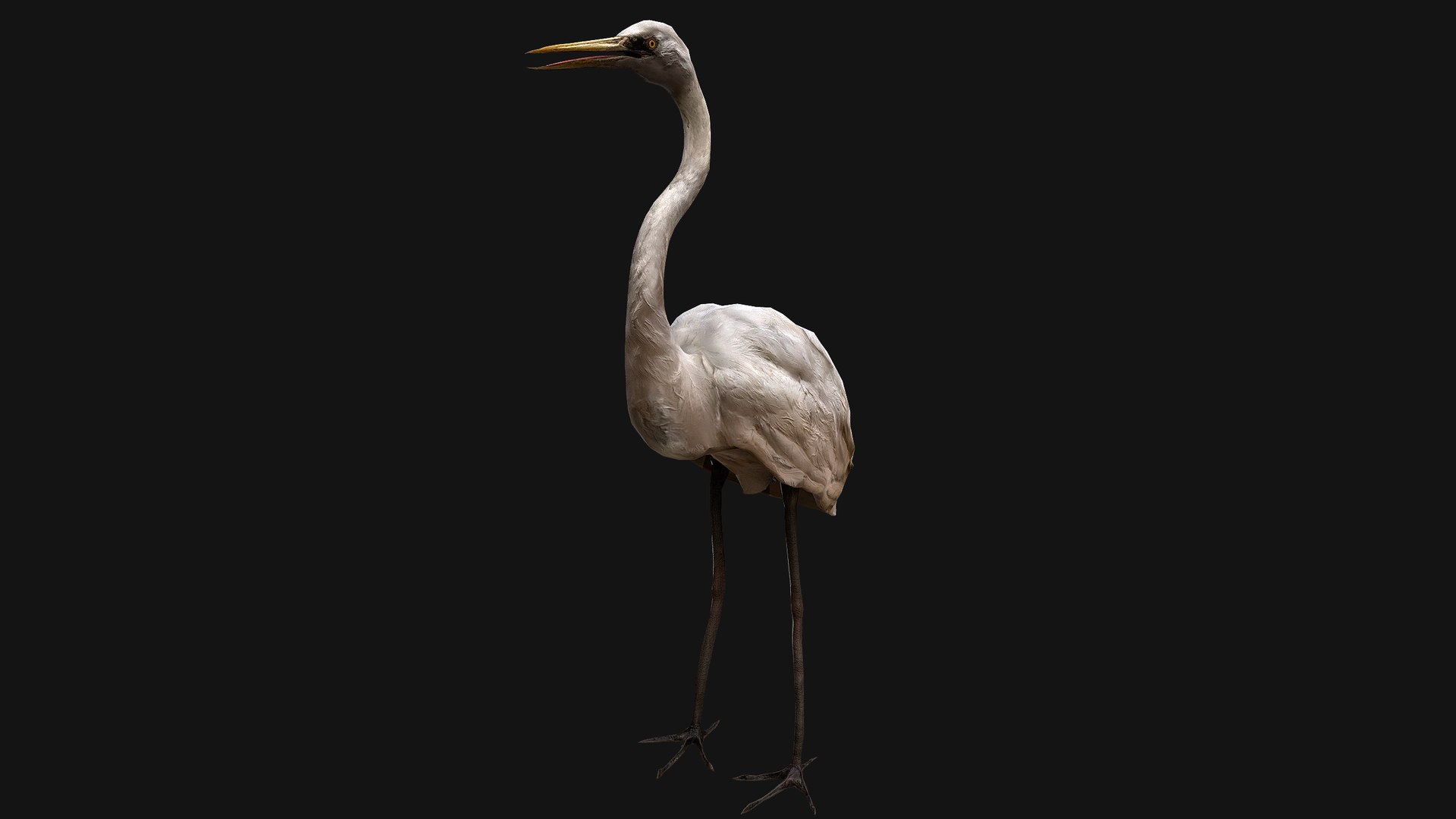Heron Bird 3D - TurboSquid 2087402