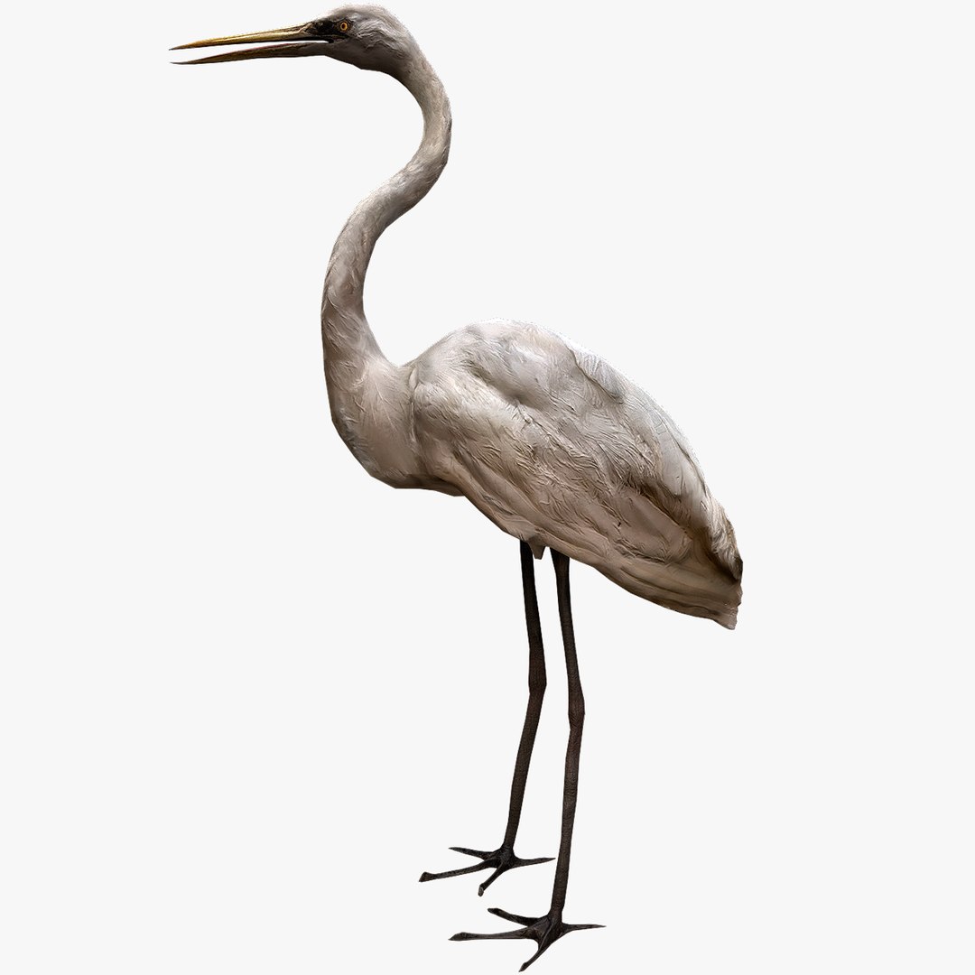 Heron Bird 3D - TurboSquid 2087402