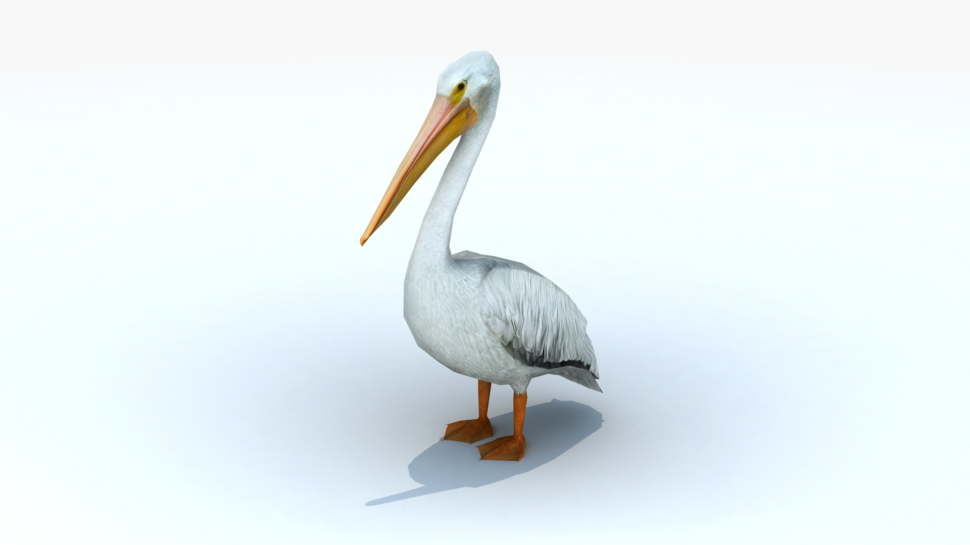 Pelican Standing 3d Model