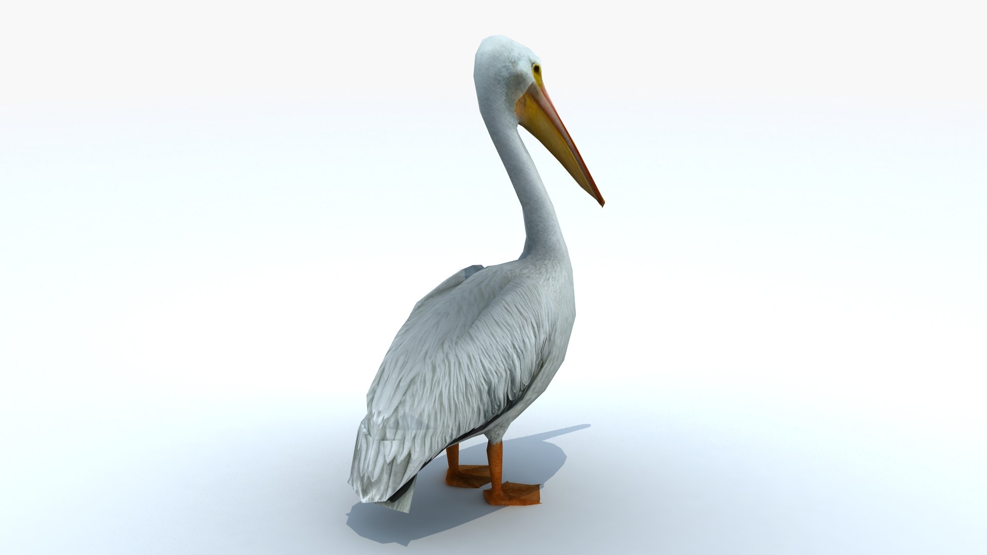 Pelican Standing 3d Model