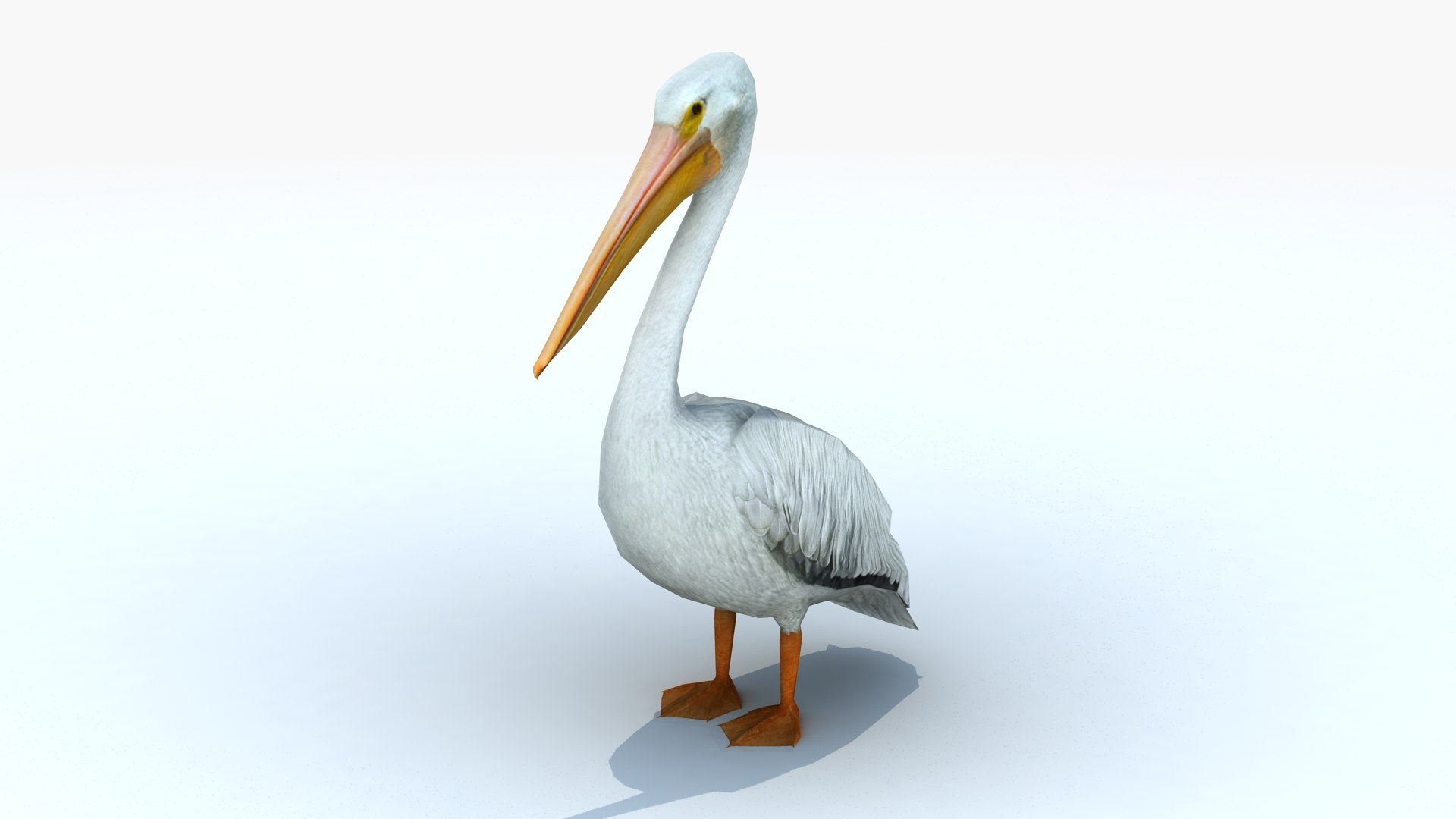 Pelican Standing 3d Model