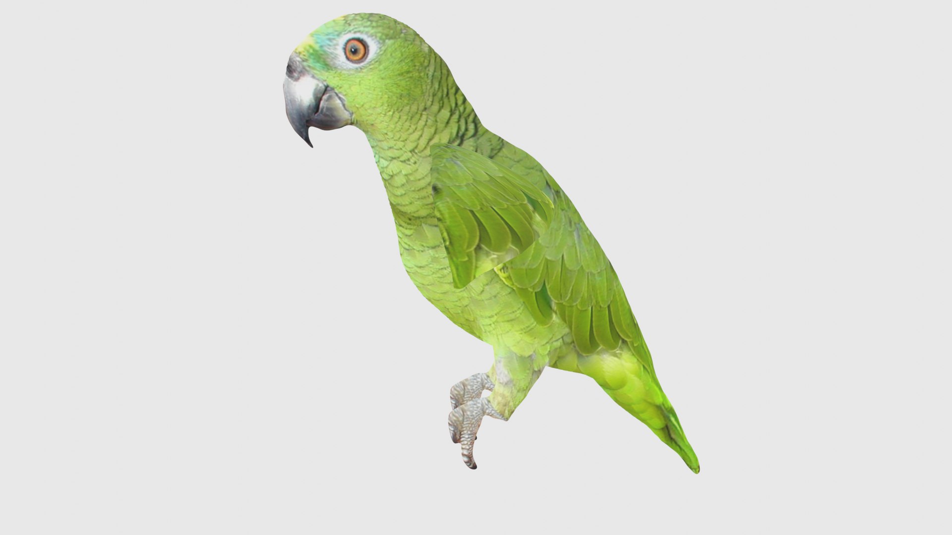 3D Low Poly Parrot Rigged With Realistic Texture - TurboSquid 1875983