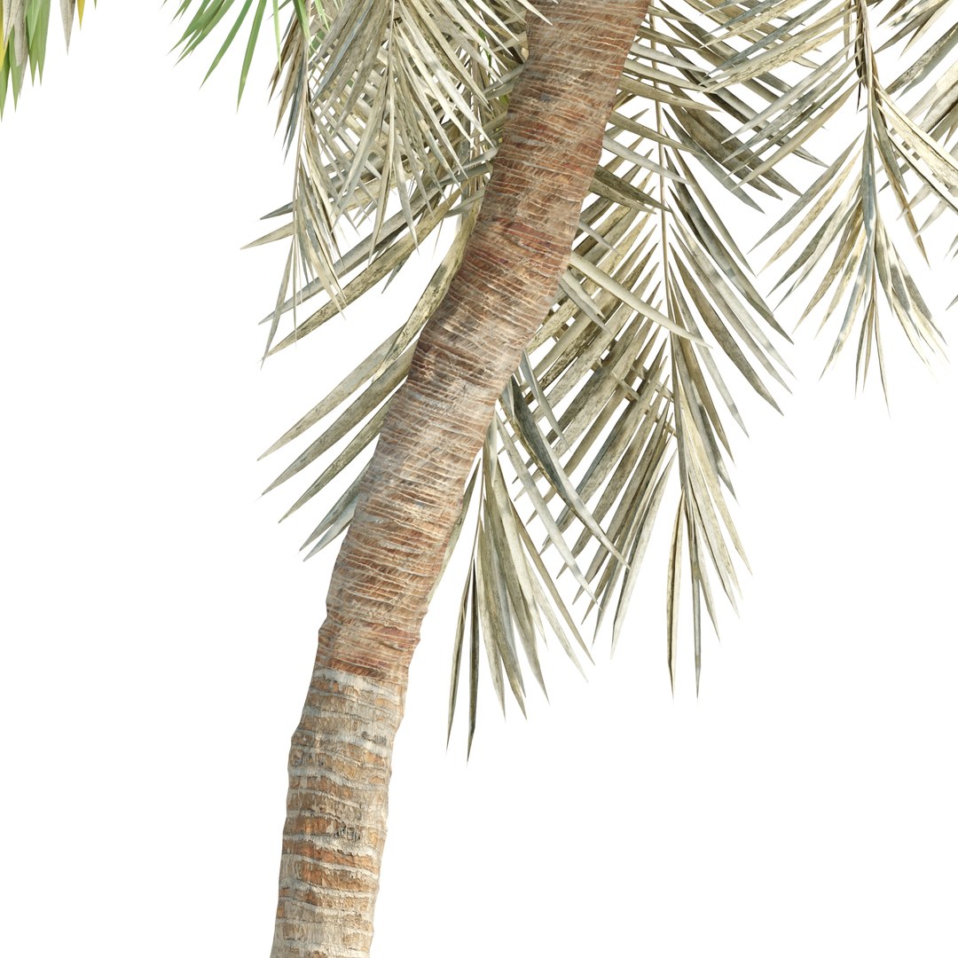 Realistic Palm Trees Vol 288 High Quality 3D Trees 3D Model ...