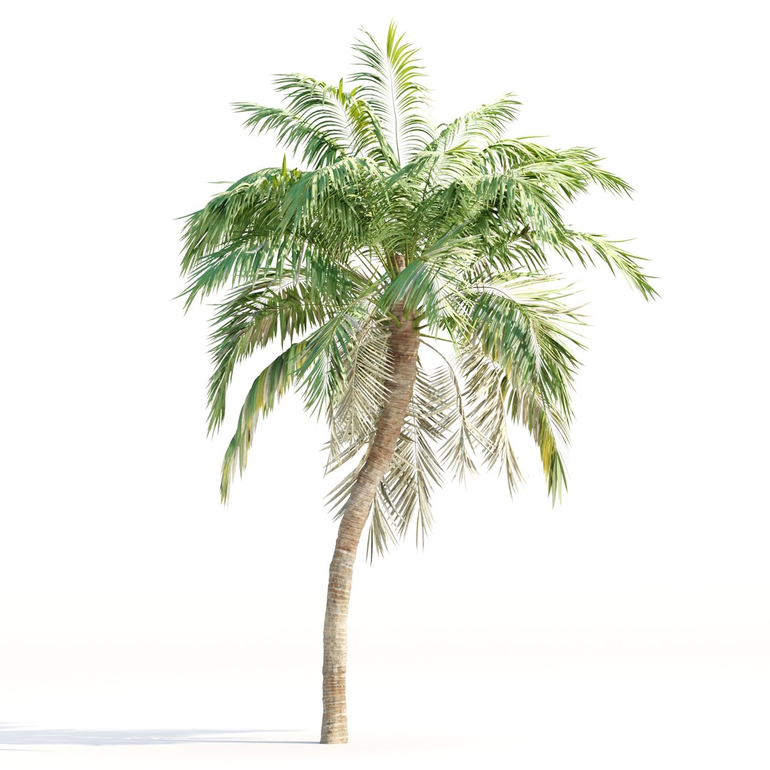 Realistic Palm Trees Vol 288 High Quality 3D Trees 3D Model ...