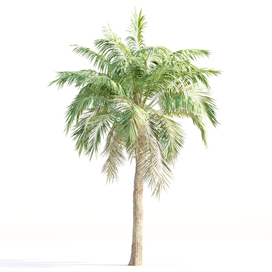 Realistic Palm Trees Vol 288 High Quality 3D Trees 3D Model ...