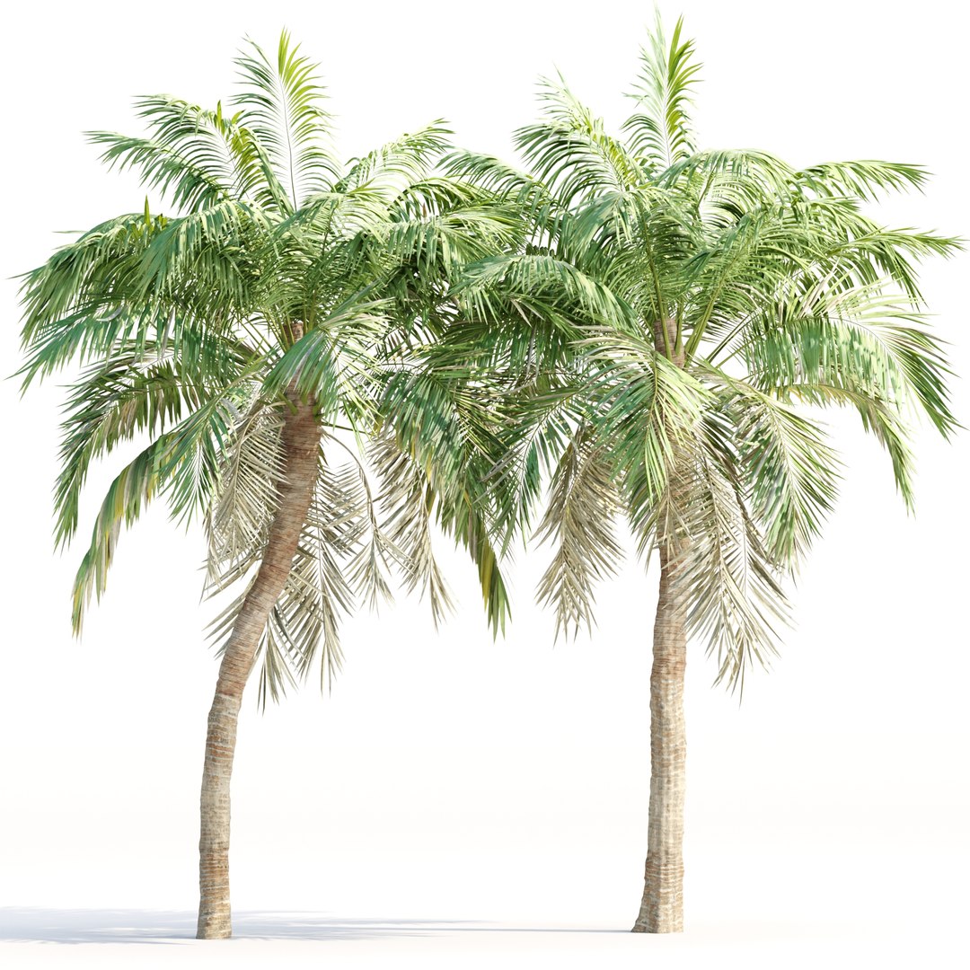 Realistic Palm Trees Vol 288 High Quality 3D Trees 3D Model ...