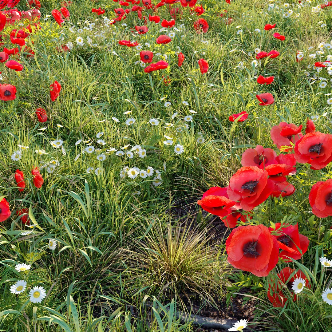 Poppy Flower Field 3D Model - TurboSquid 1929019