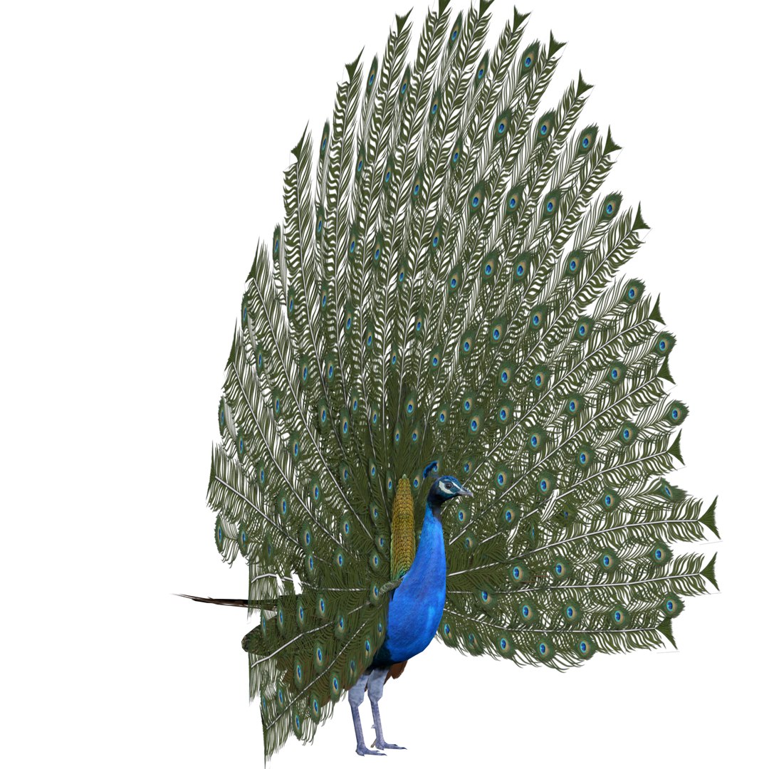 3d Model Peacock Rigged Turbosquid 1866798