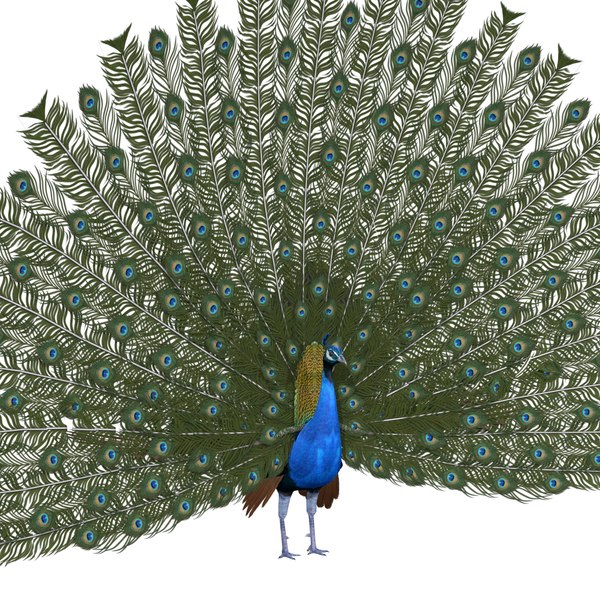3D Peacock Models | TurboSquid