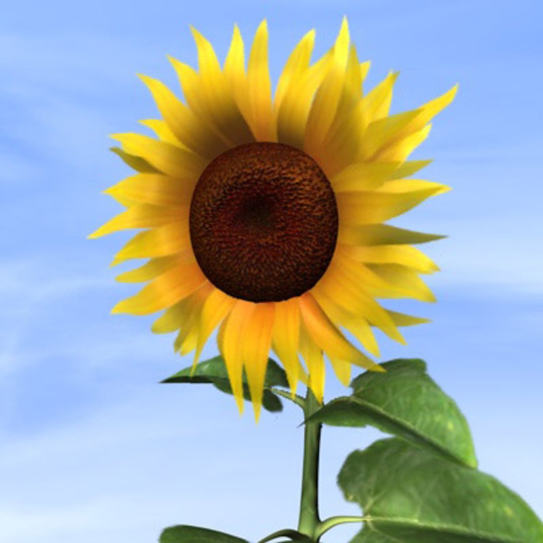 cinema4d sunflower blossom