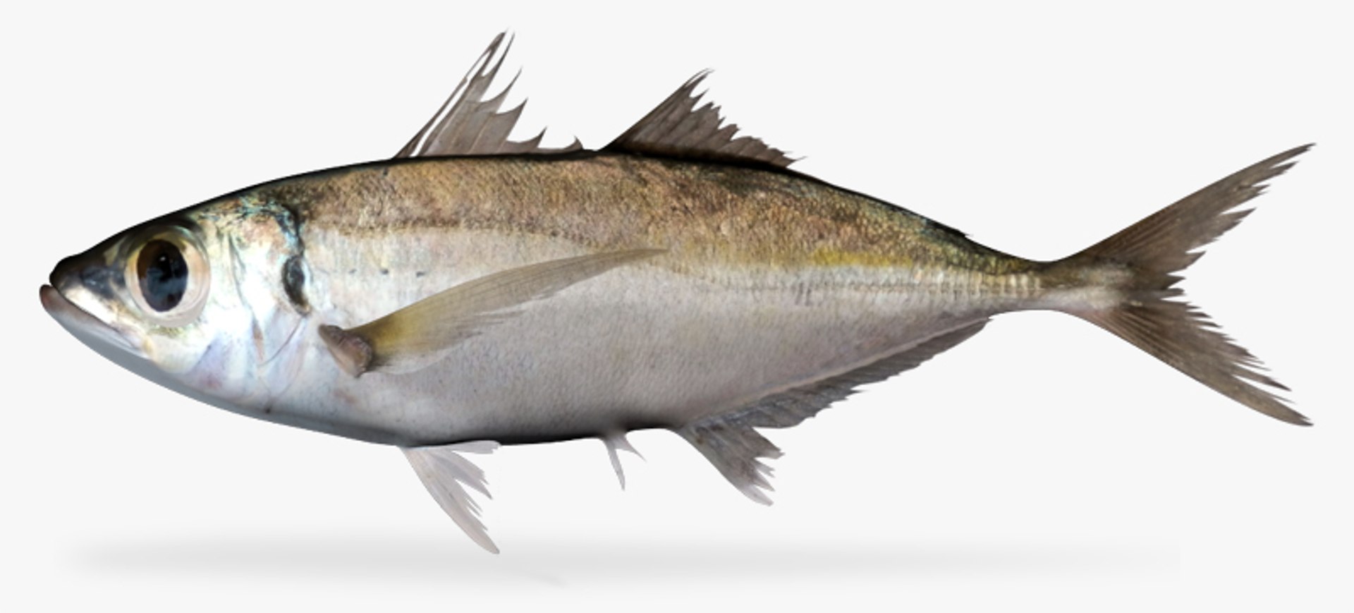 Bigeye Scad 3d Model