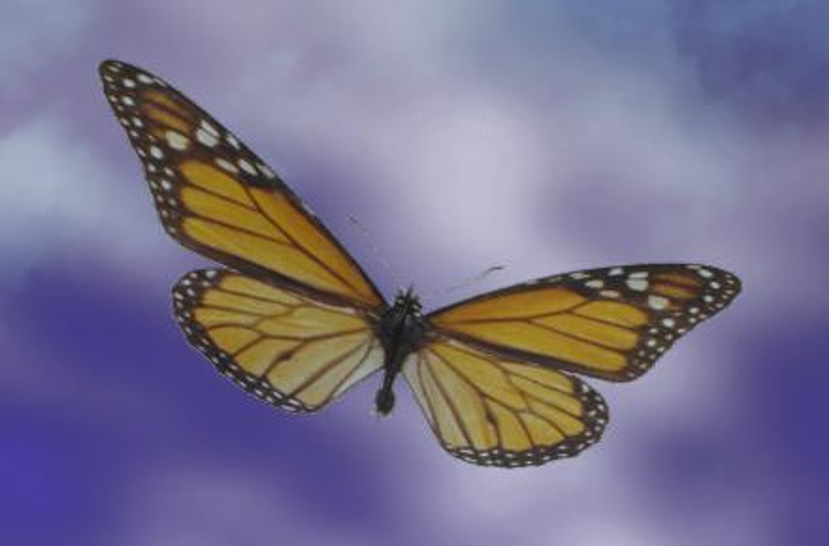 3d Flying Insect Butterfly