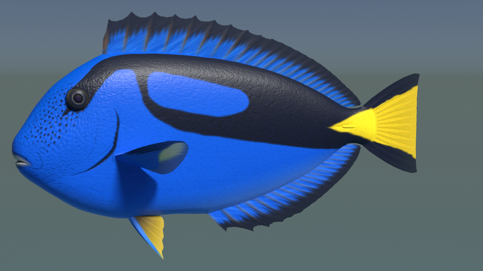 Blue Tang Palette Surgeonfish 3d Model
