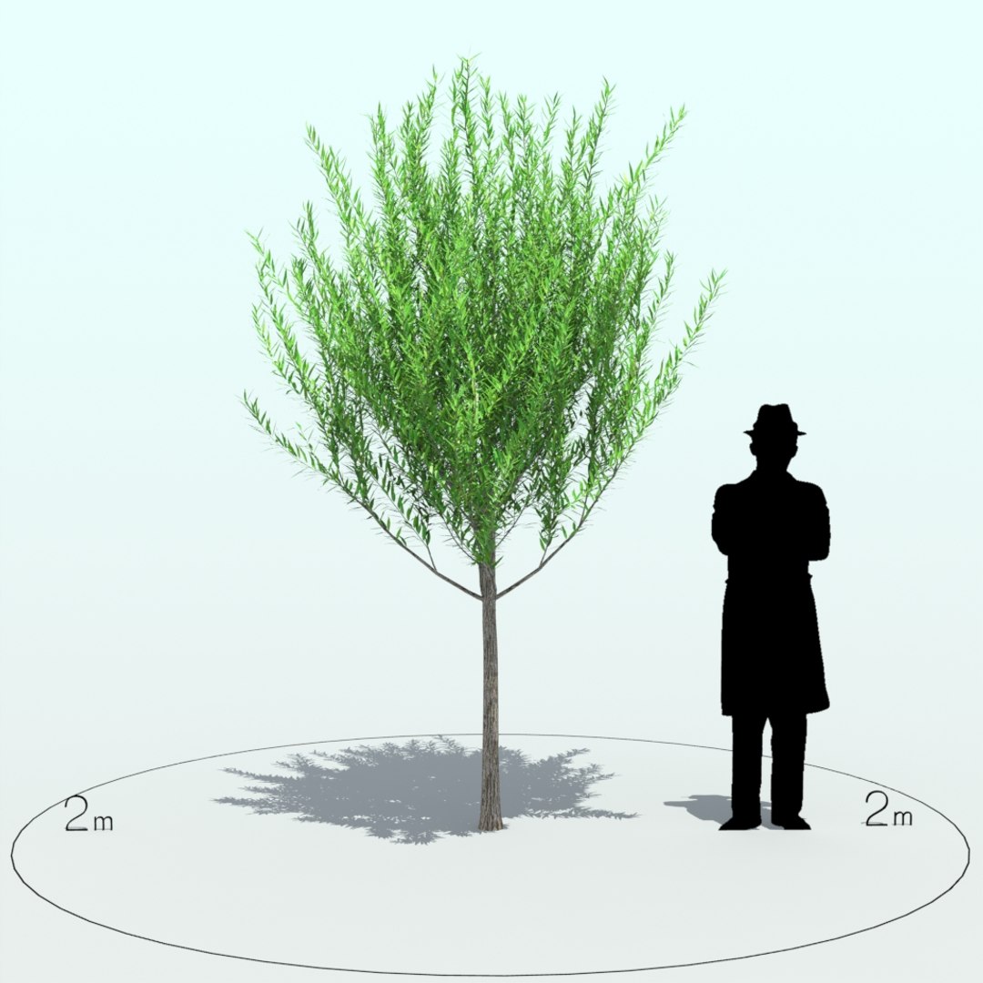 3d Willow Tree