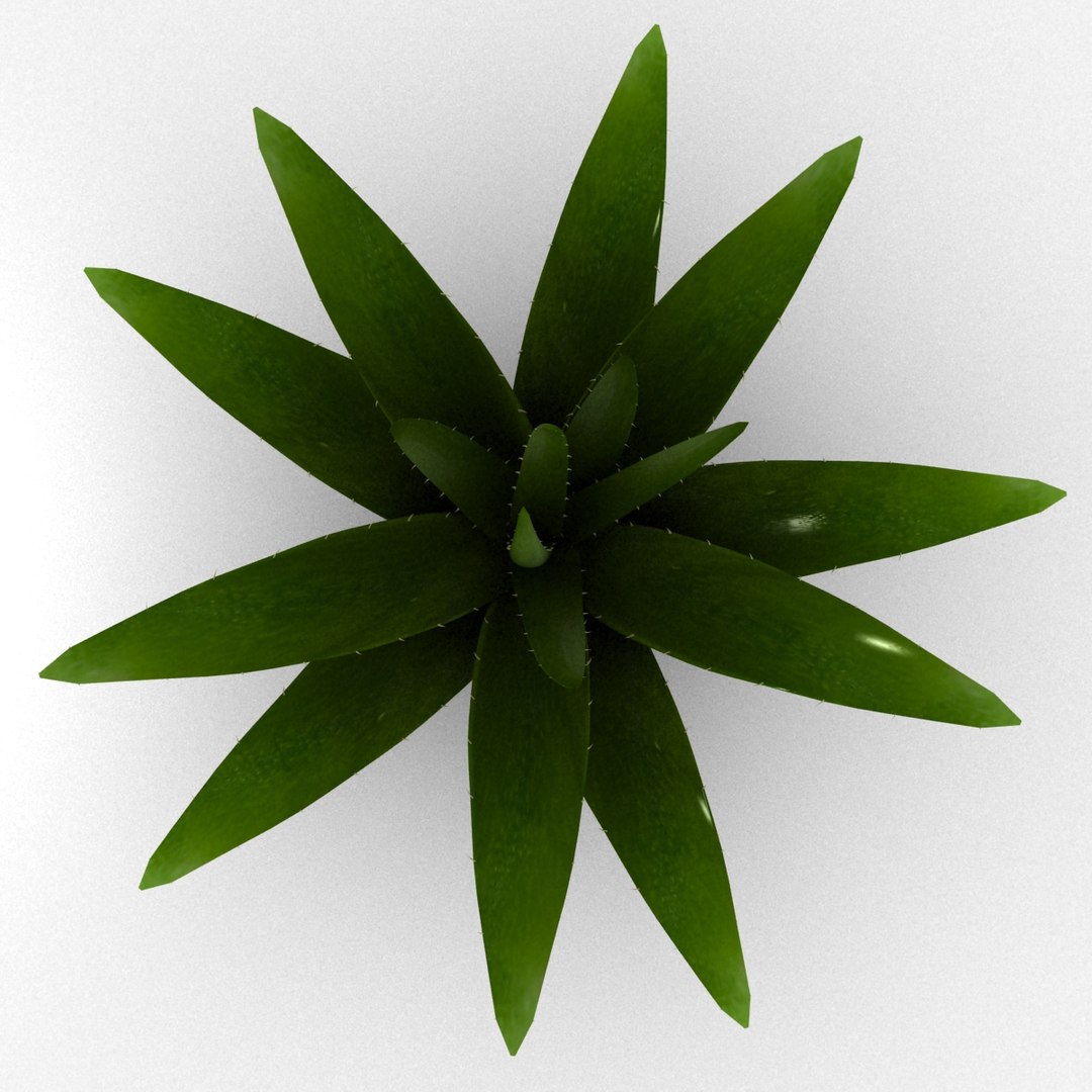 3d Model Aloe Vera