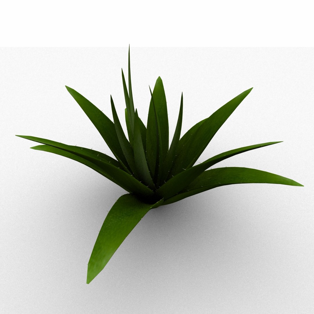 3d Model Aloe Vera