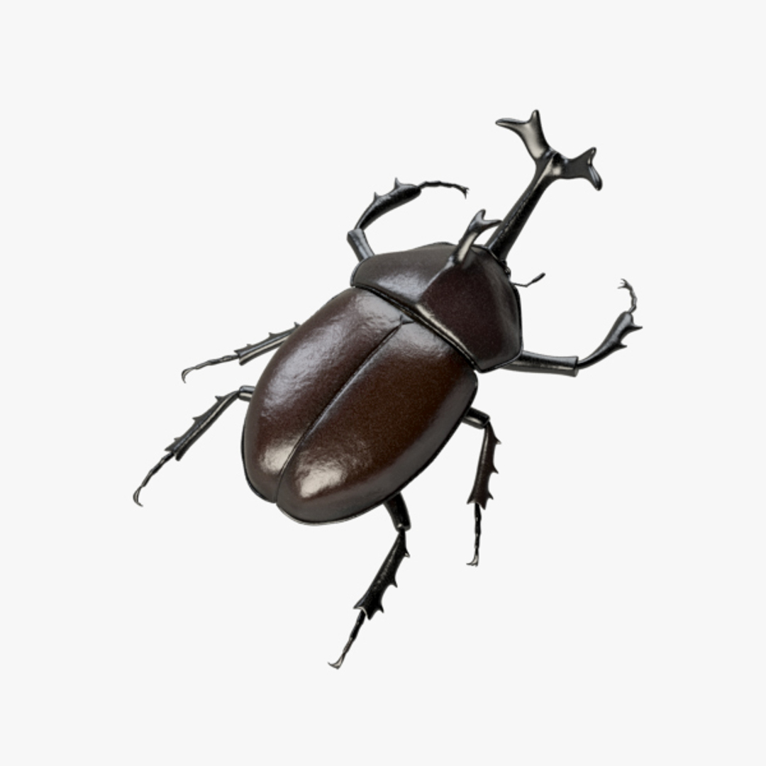 Insect Beetle 3d Model