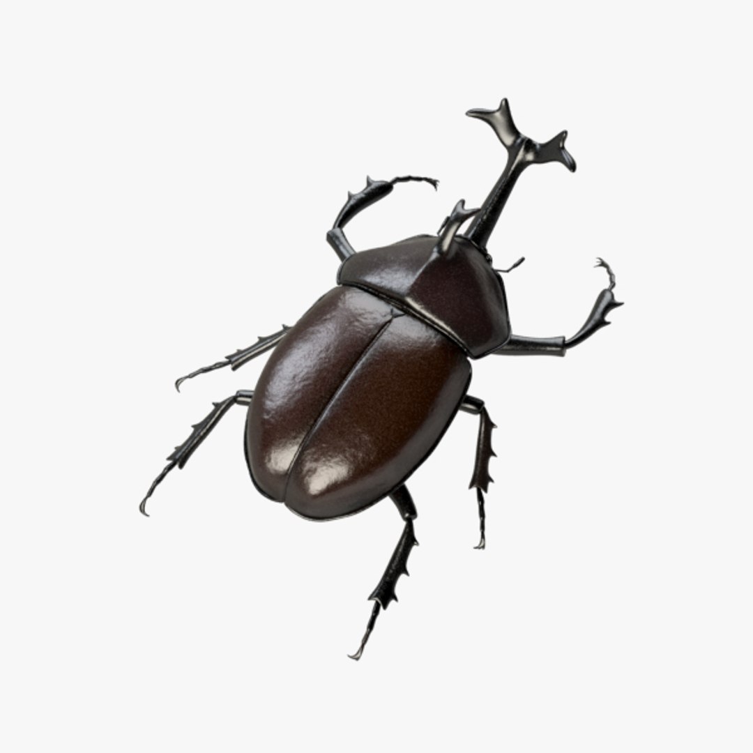 Insect Beetle 3d Model