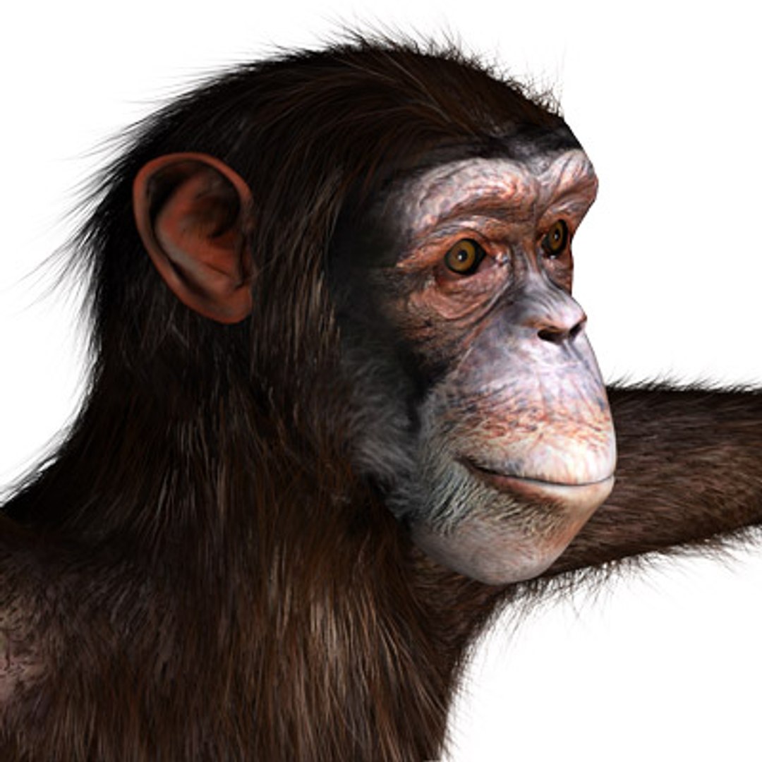 3ds Max Rigged Chimpanzee Hair Modifier