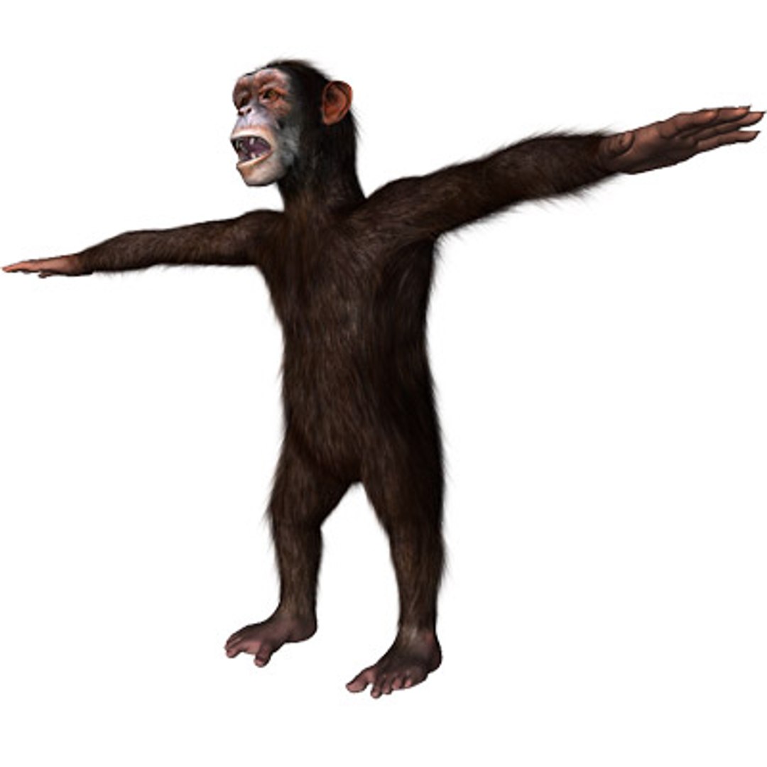 3ds Max Rigged Chimpanzee Hair Modifier