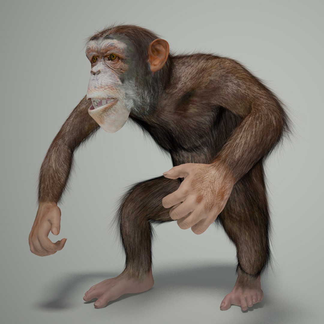 3ds Max Rigged Chimpanzee Hair Modifier