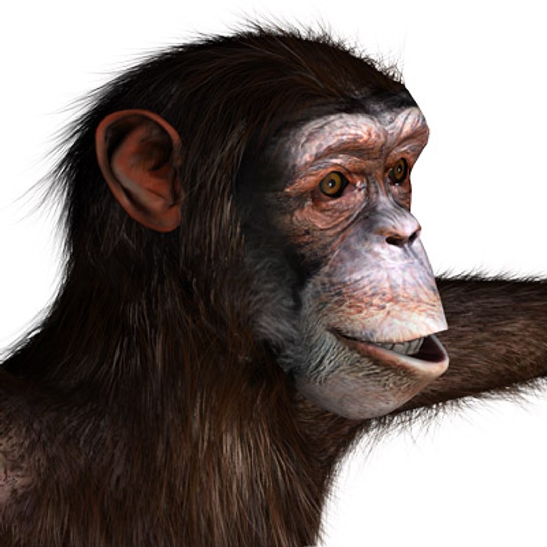 3ds Max Rigged Chimpanzee Hair Modifier
