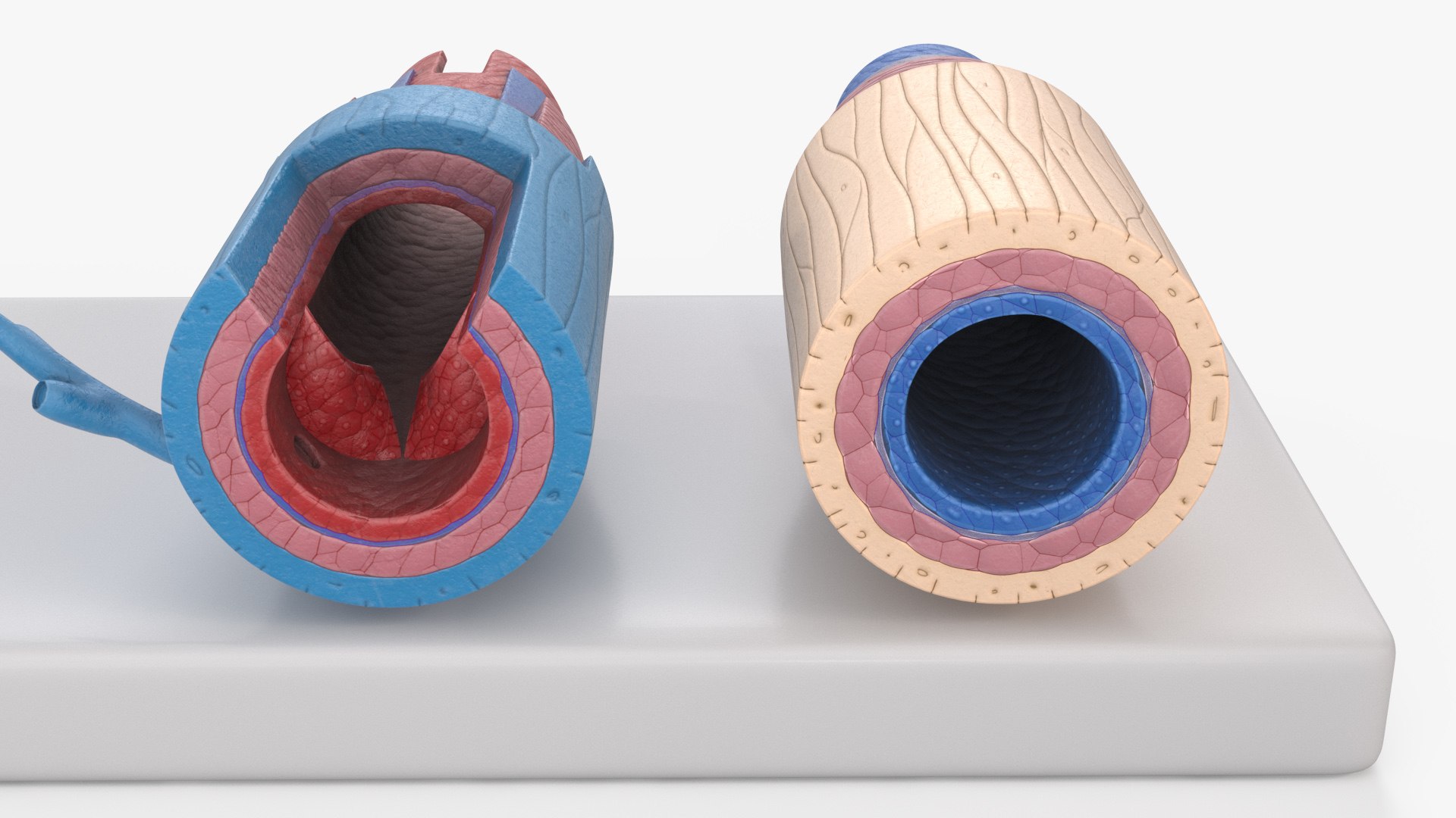 Model Of Blood Vessels And Vein In Section 3D Model - TurboSquid 2390573
