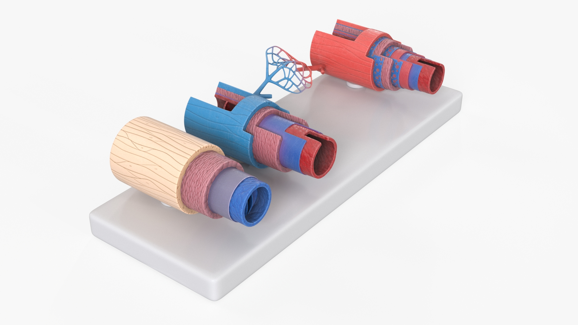 Model Of Blood Vessels And Vein In Section 3D Model - TurboSquid 2390573