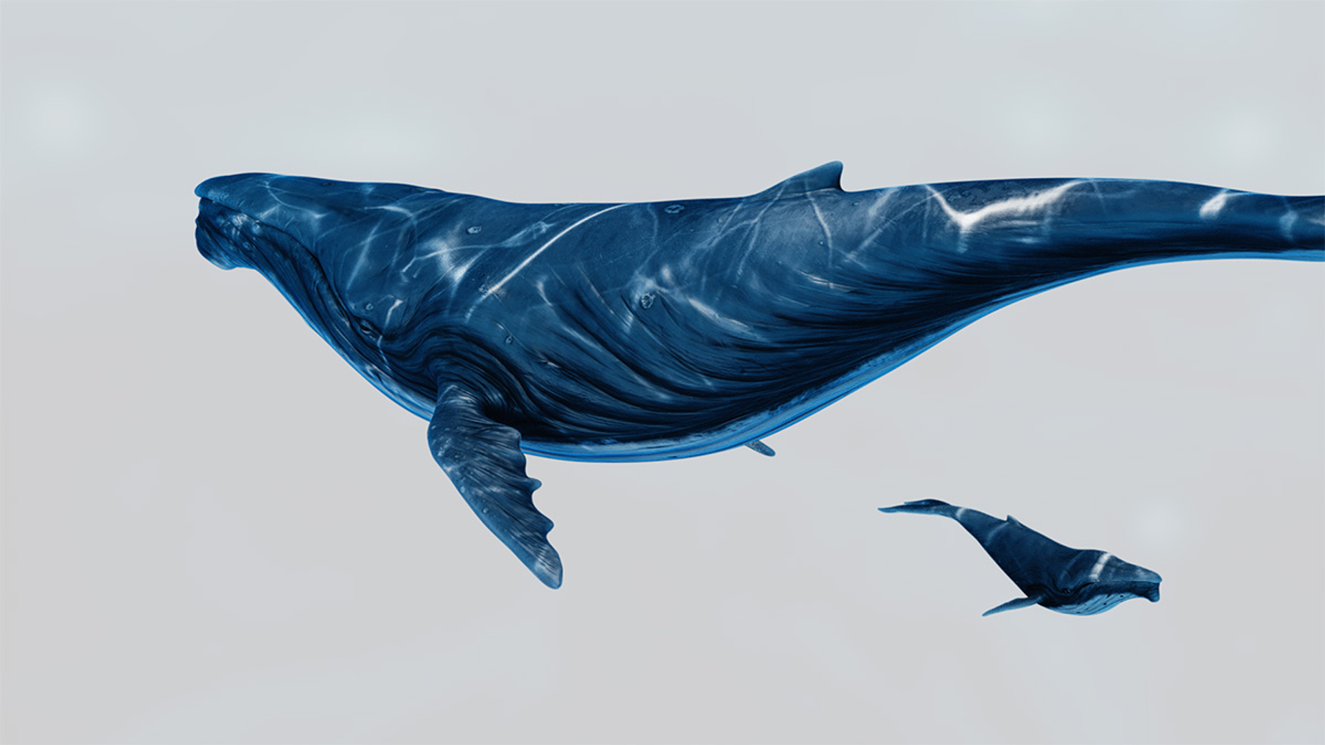 3D Model Whale And Whale Calf - Underwater Creature Animated Monster ...