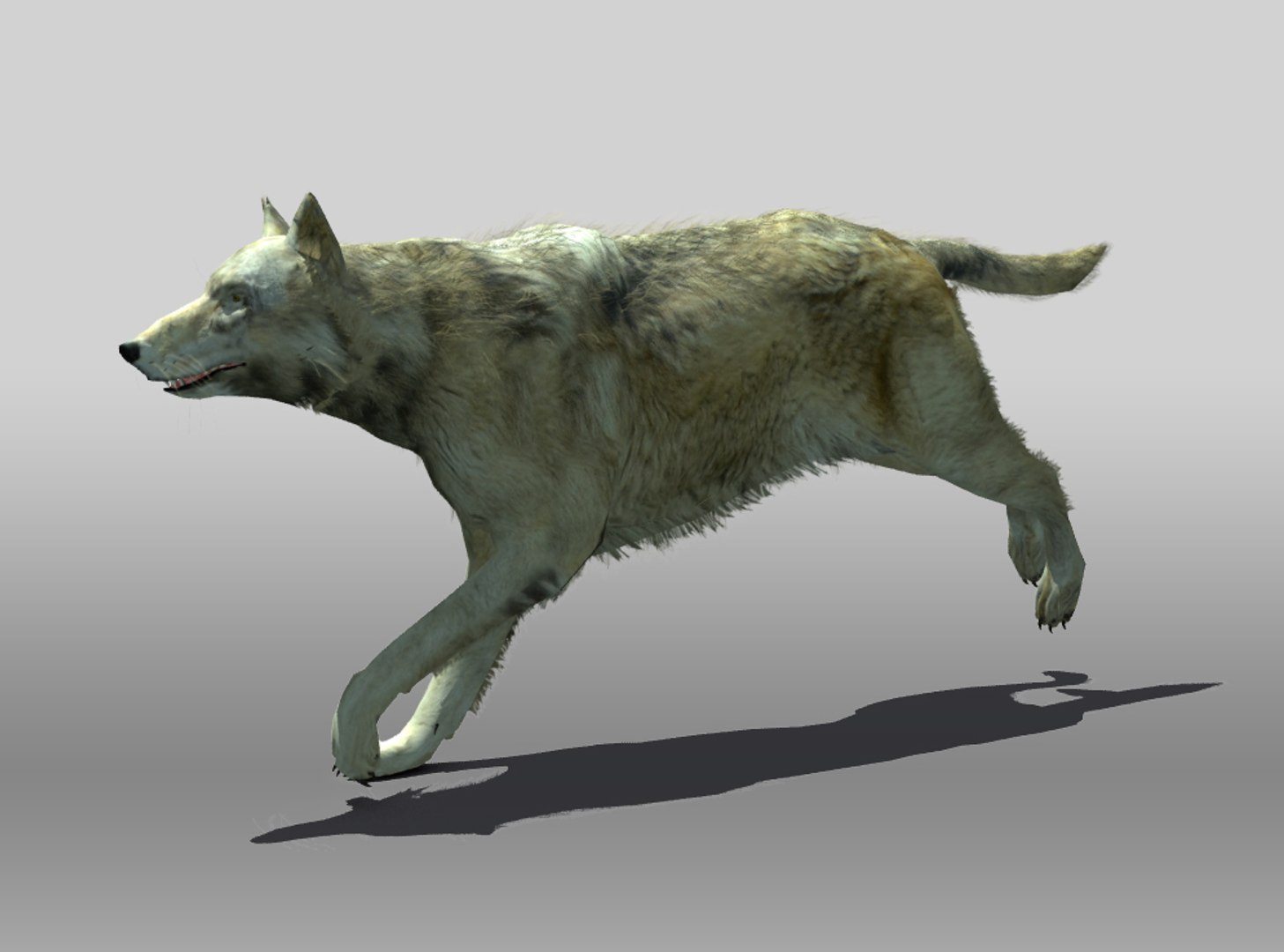 Timber Wolf 3d Model