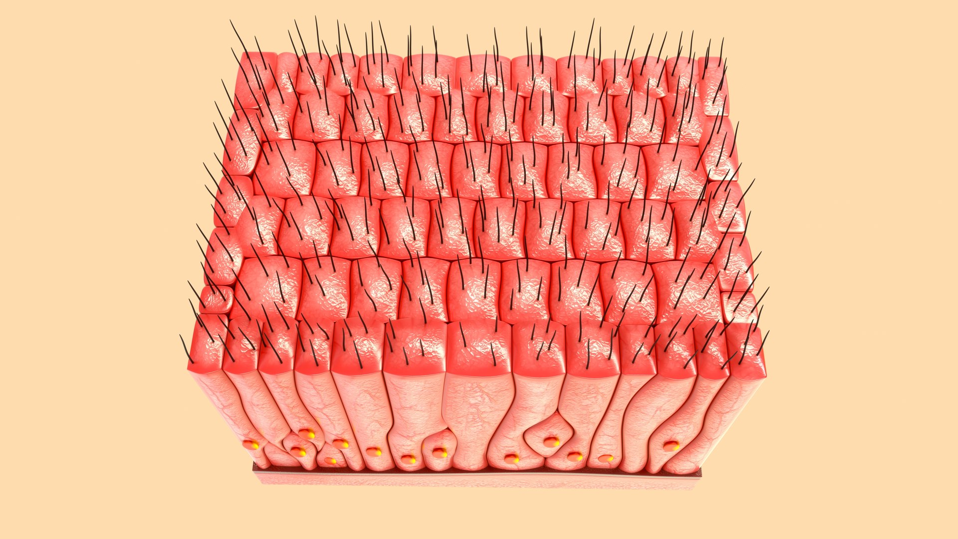3D Simple Ciliated Columnar Epithelium - TurboSquid 2187106