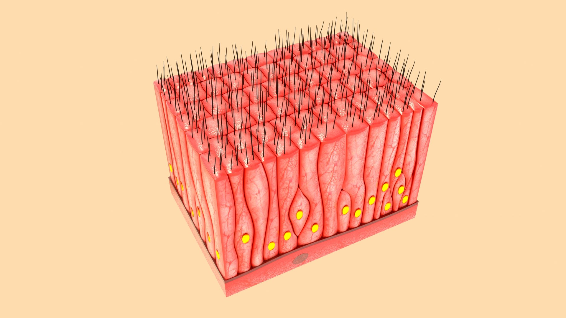 3D Simple Ciliated Columnar Epithelium - TurboSquid 2187106