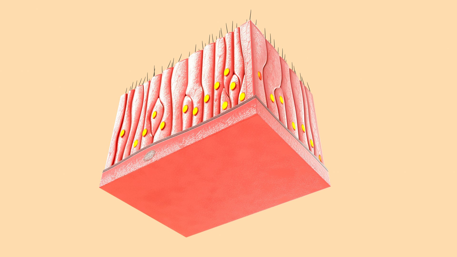 3D Simple Ciliated Columnar Epithelium - TurboSquid 2187106