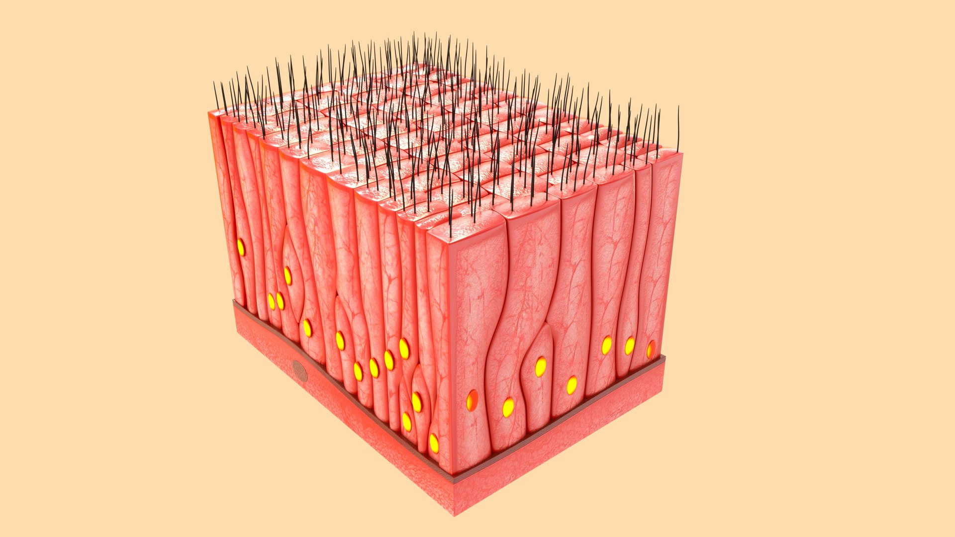 3D Simple Ciliated Columnar Epithelium - TurboSquid 2187106