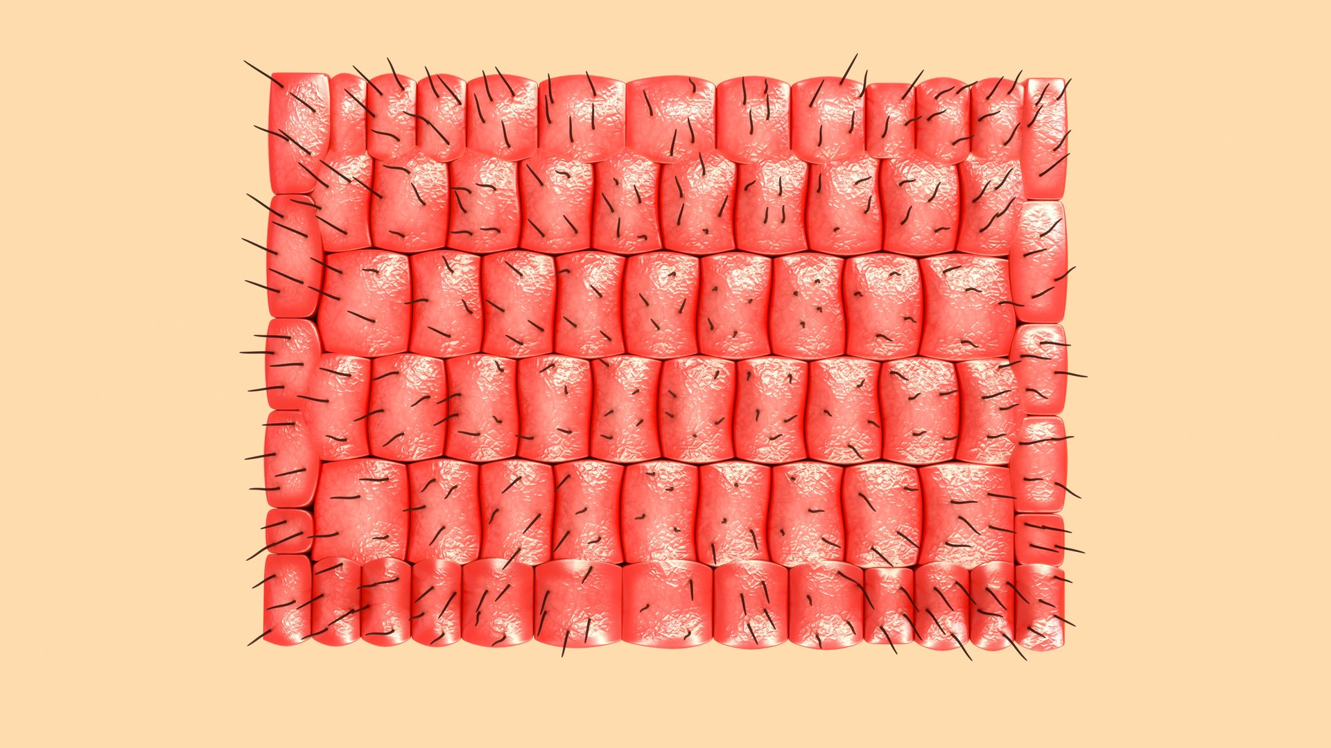 3D Simple Ciliated Columnar Epithelium - TurboSquid 2187106