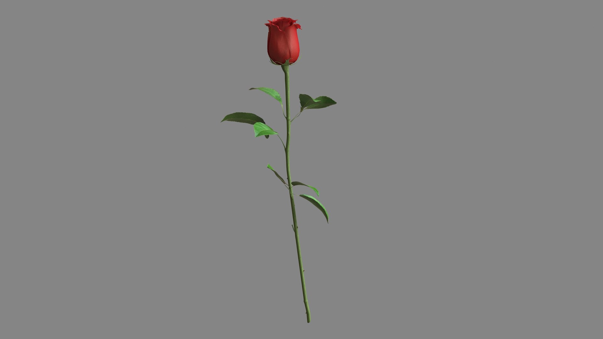 Red Rose 3D Model Model - TurboSquid 1829639