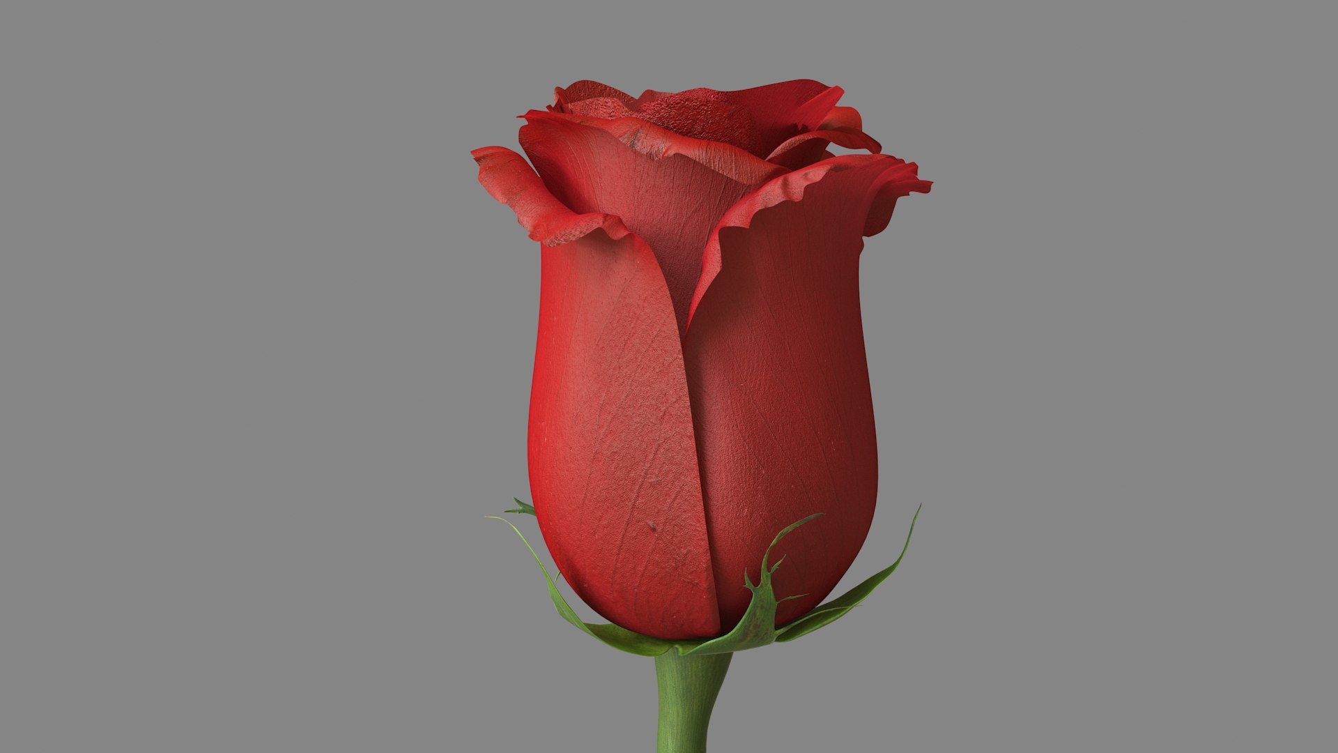 Red Rose 3D Model Model - TurboSquid 1829639